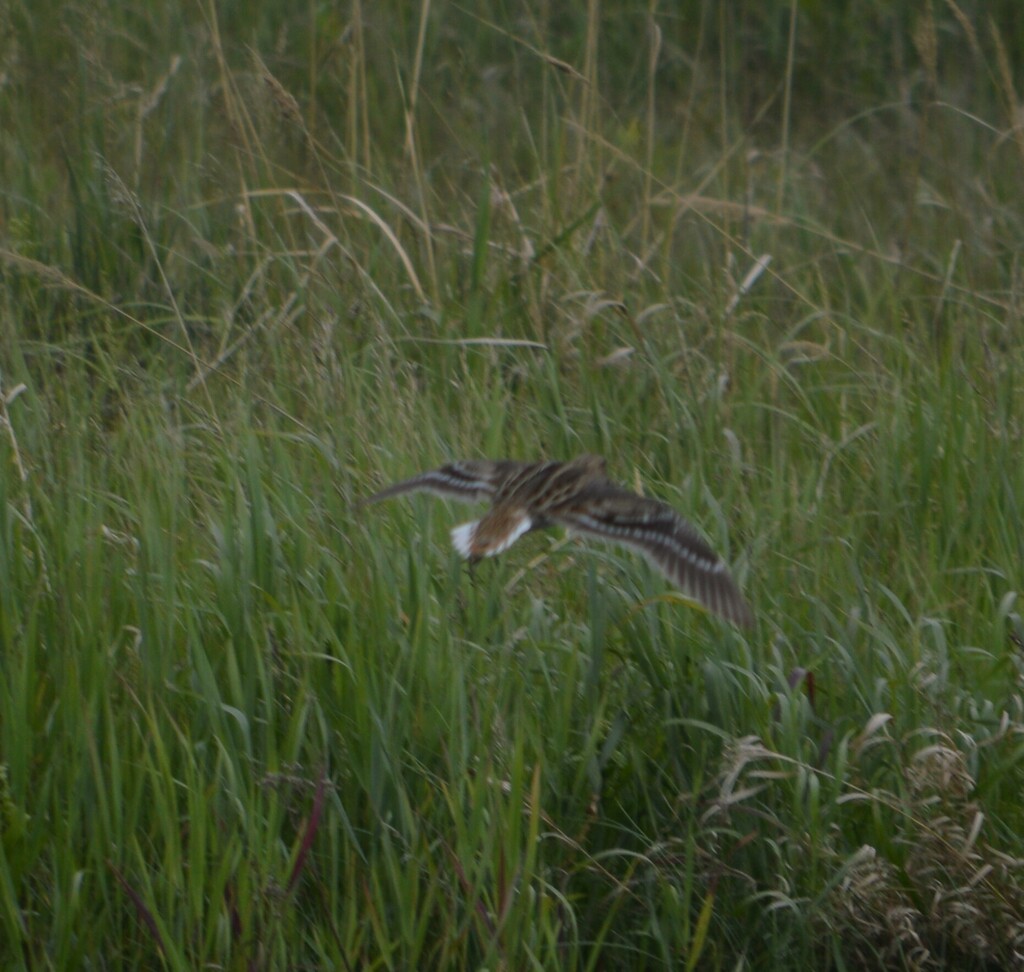 Great Snipe in June 2023 by Денис Попов. ? · iNaturalist
