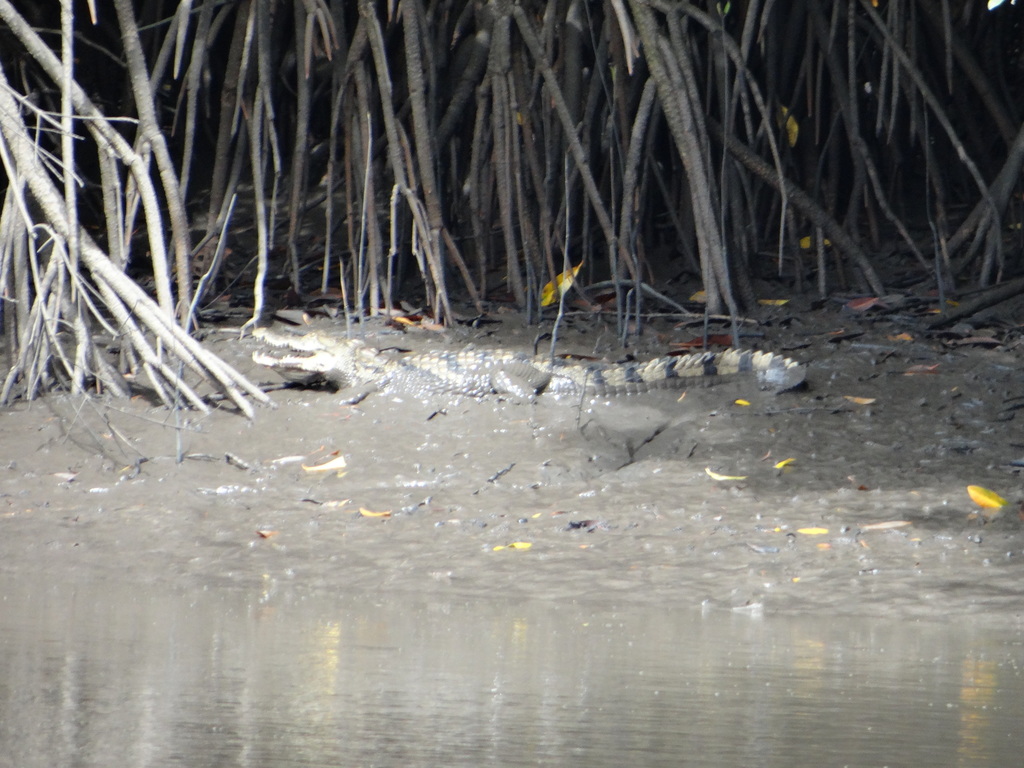 West African Crocodile from Mansaba, Guinea-Bissau on September 3, 2013 ...