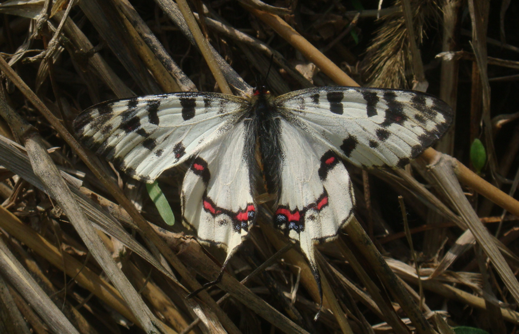 Dragon Swallowtail from 中国河南省信阳市浉河区 on March 27, 2018 at 05:24 PM by ...