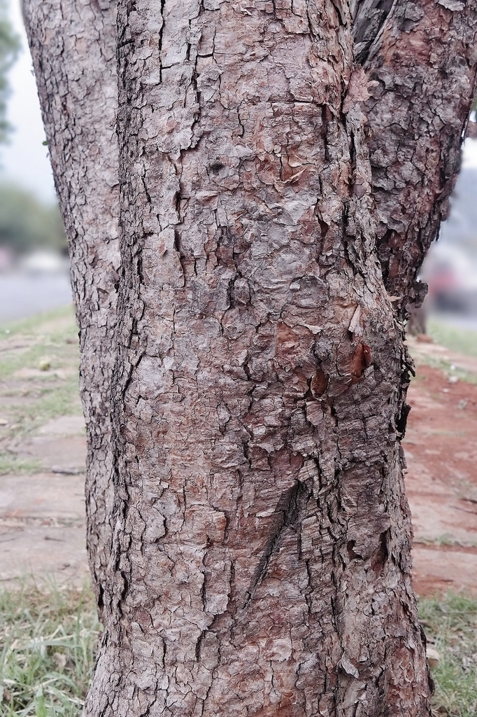 elephant apple (Dillenia indica) - Botanical Realm