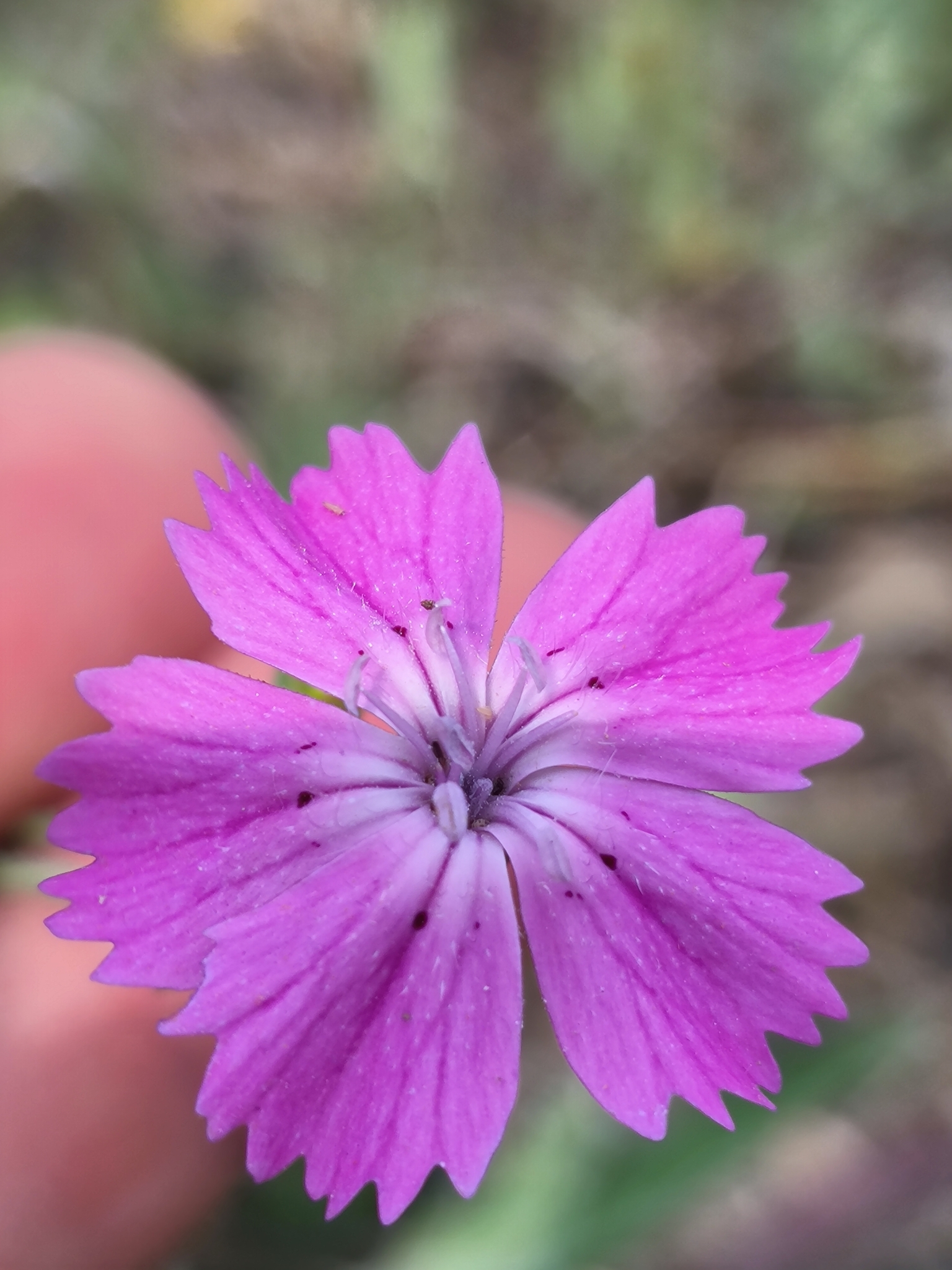 Dianthus chinensis L.