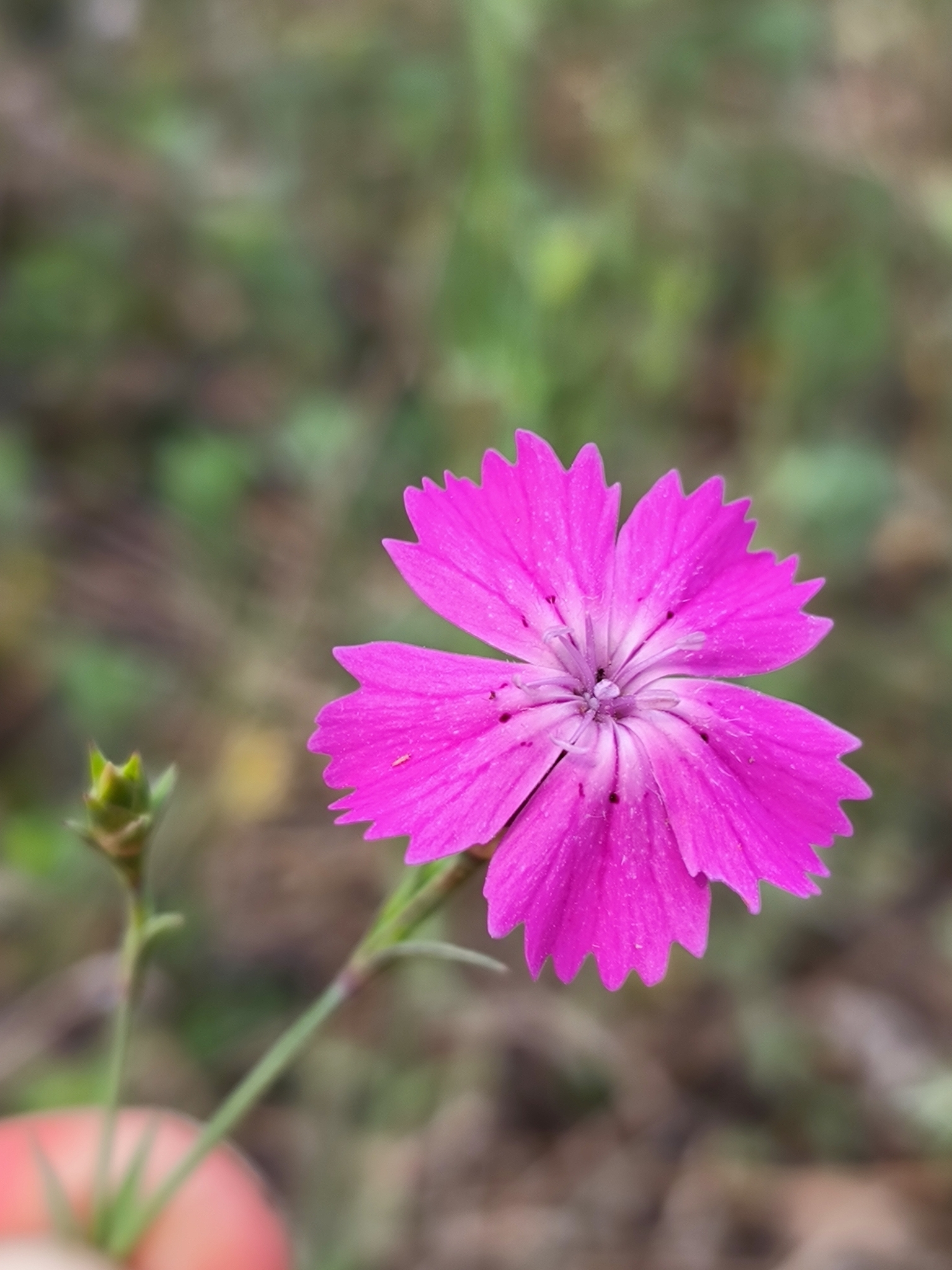 Dianthus chinensis L.