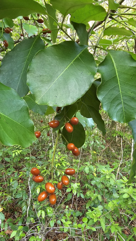 Black Poisonwood from RXRJ+C79, Tres Leguas, Belize on June 17, 2023 at ...
