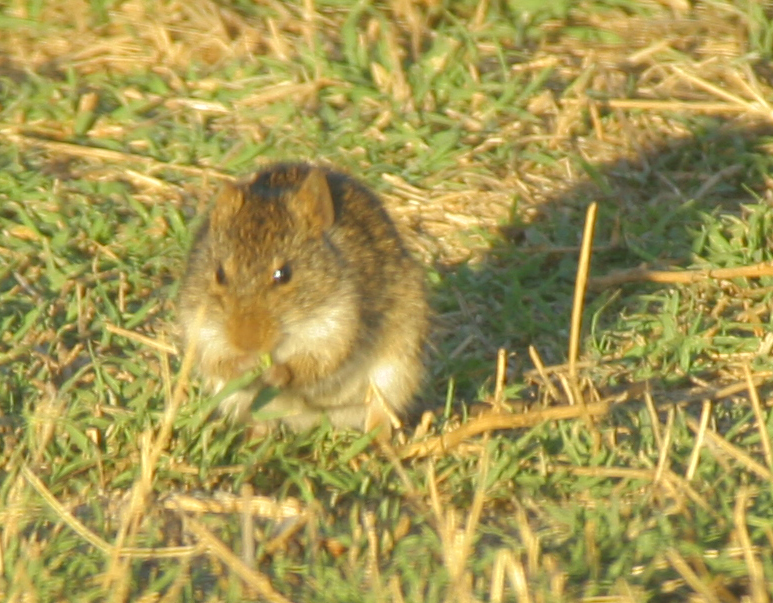 Nile Grass Rat (Arvicanthis niloticus) - Know Your Mammals