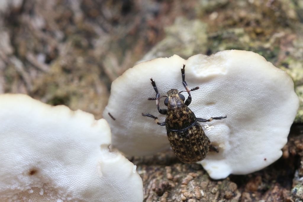 Euparius oculatus from Fuzhou, CN-FJ, CN on June 11, 2023 at 08:47 PM ...