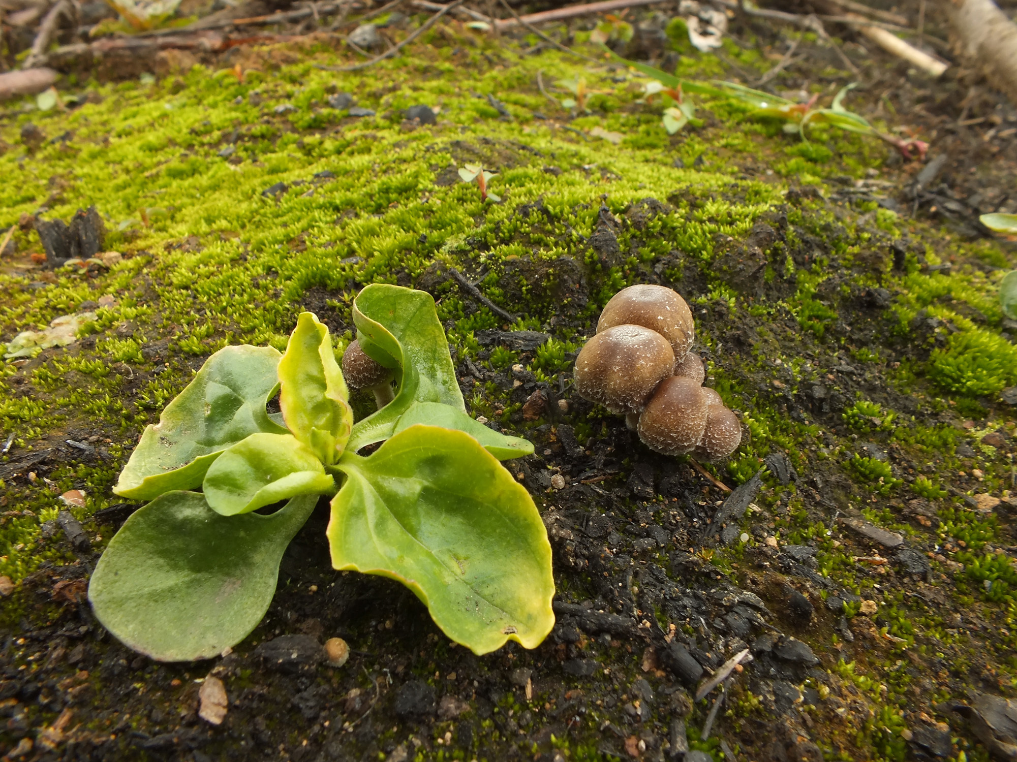 Psathyrella pennata (Fr.) A.Pearson & Dennis