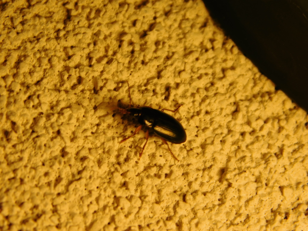 Notiobia in December 2018 by Mark Buijtendijk · iNaturalist