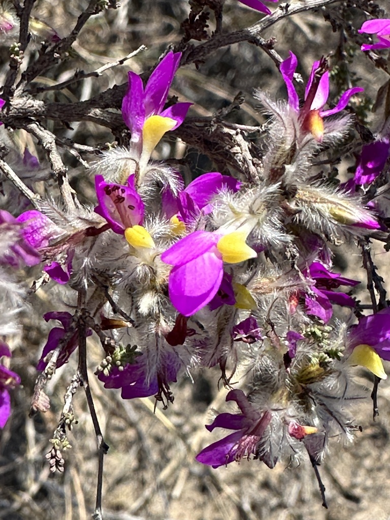 feather dalea from Muleshoe, TX, US on April 21, 2023 at 05:30 PM by ...