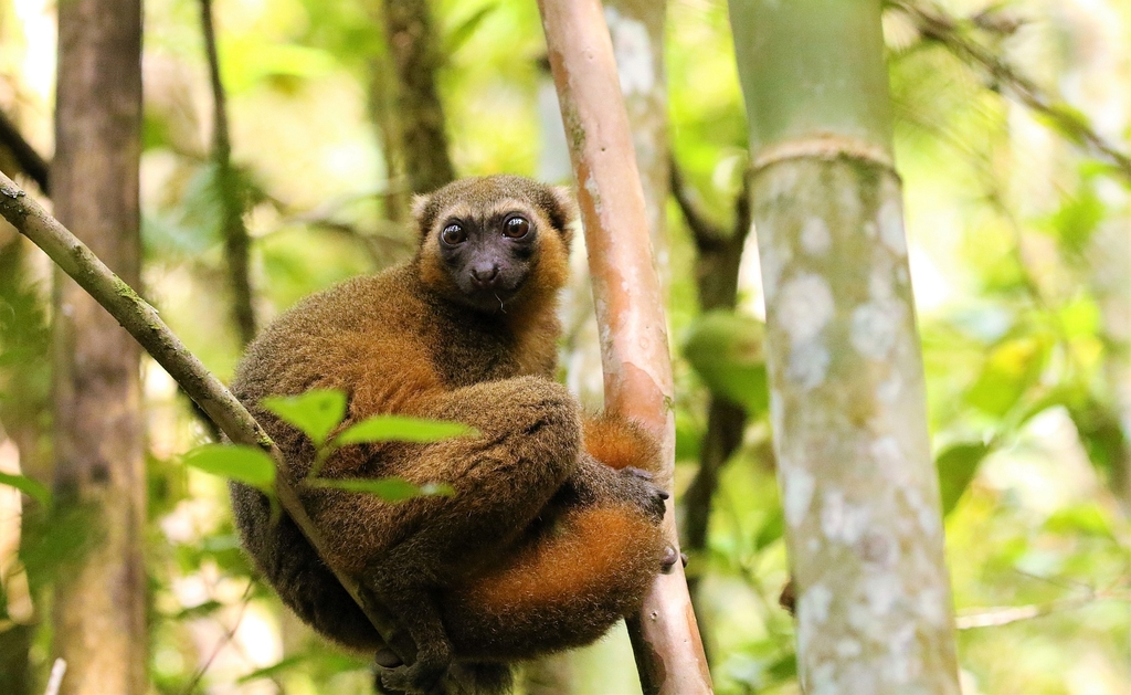 Golden Bamboo Lemur (Hapalemur aureus) - Know Your Mammals