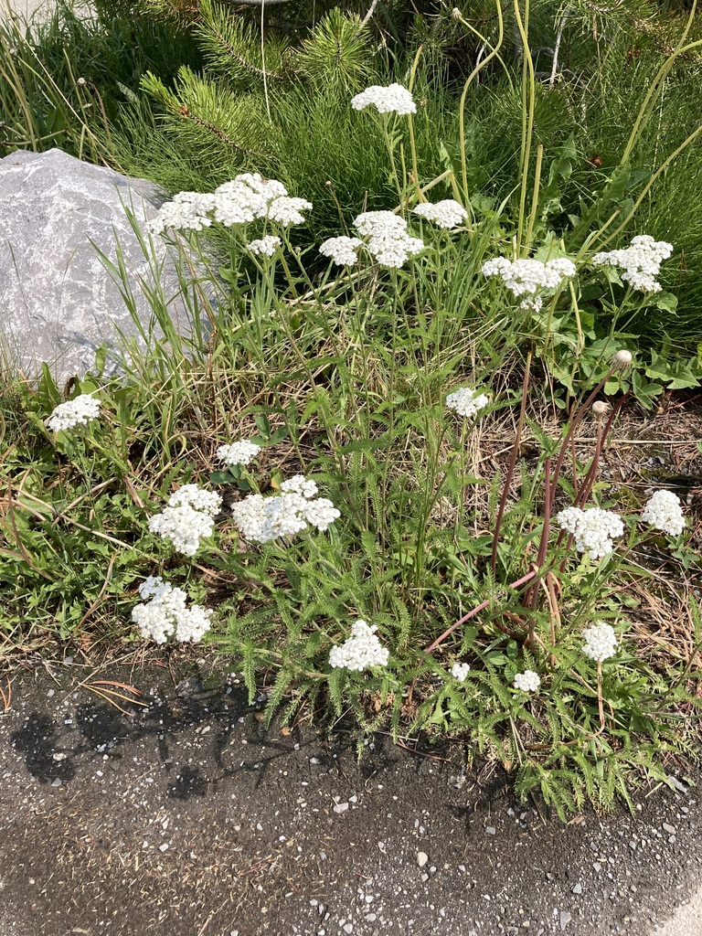 common yarrow from Improvement District No. 9, AB T0L, Canada on June ...