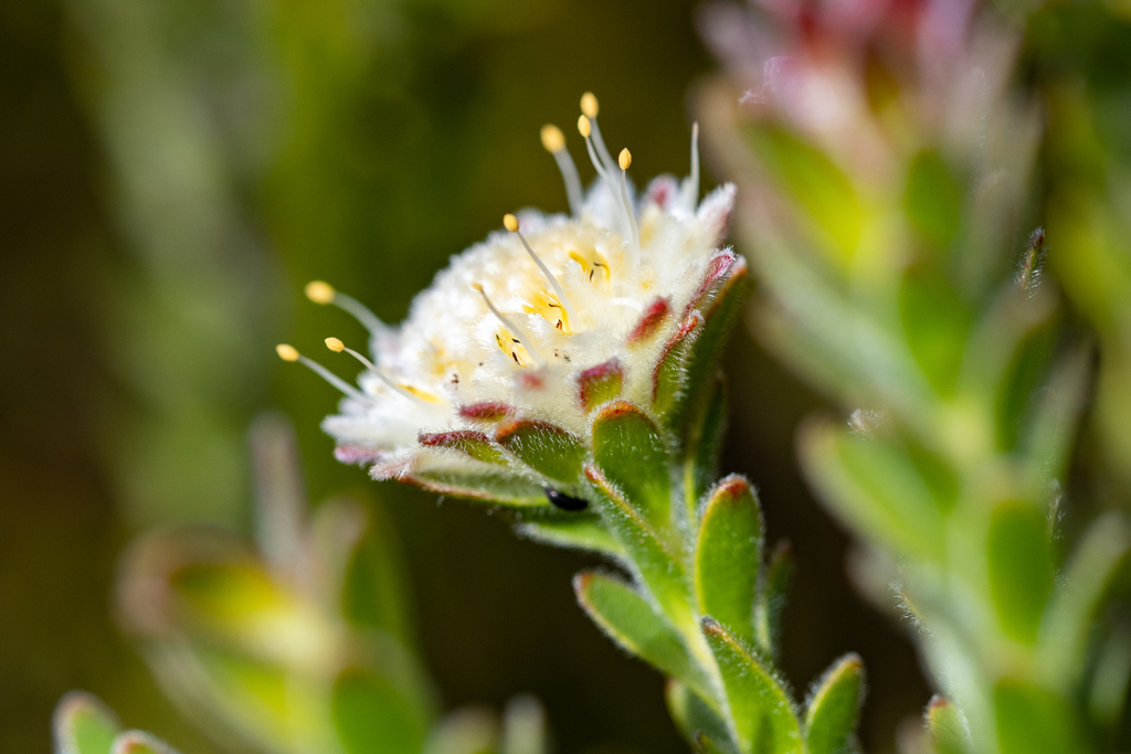 Nutseed Proteoid Clade (Leucadendreae) - Botanical Realm