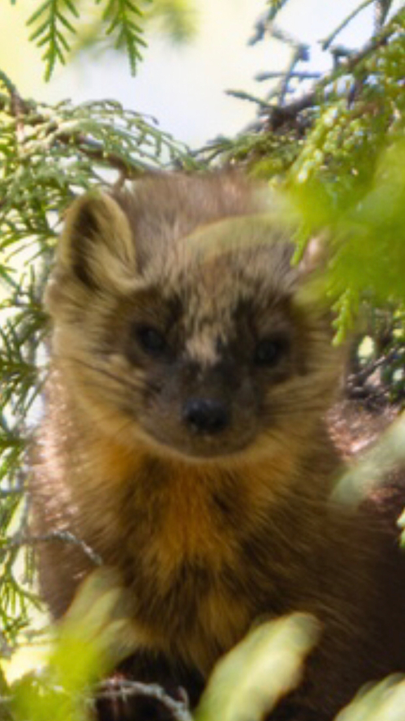 American Marten from Eagle Harbor on May 24, 2023 at 02:56 PM by ...