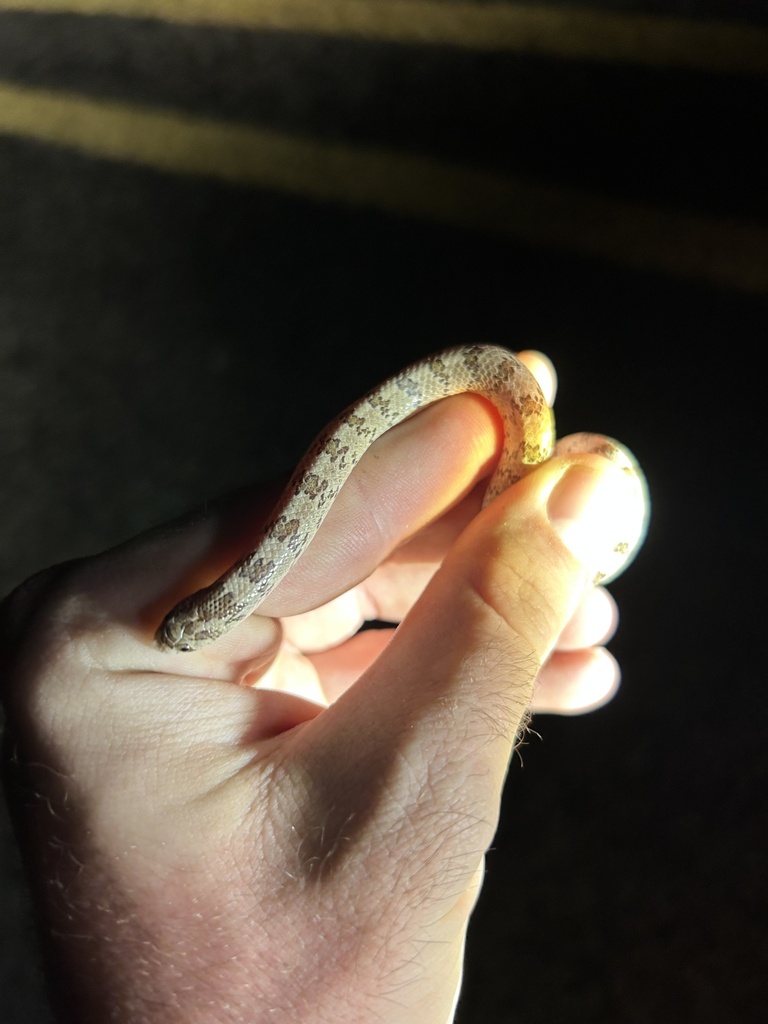 Chihuahuan Hook-nosed Snake from Alpine, TX, US on June 17, 2023 at 12: ...