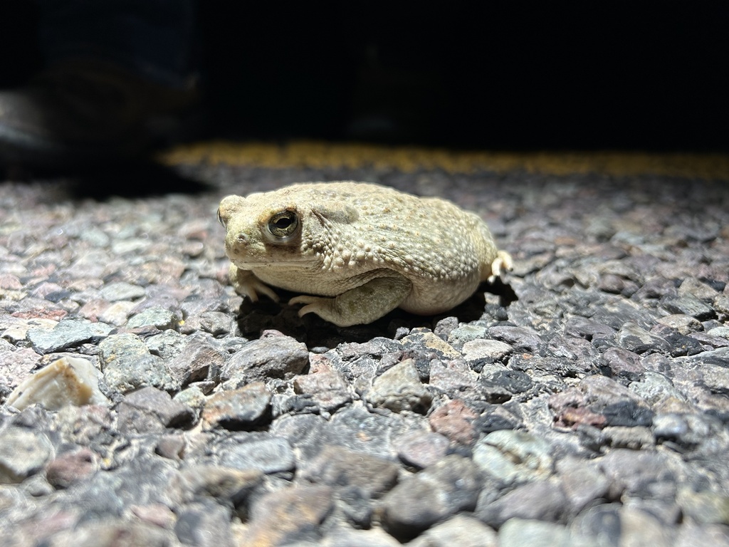 Texas Toad from RM-2627, Alpine, TX, US on June 15, 2023 at 04:10 AM by ...