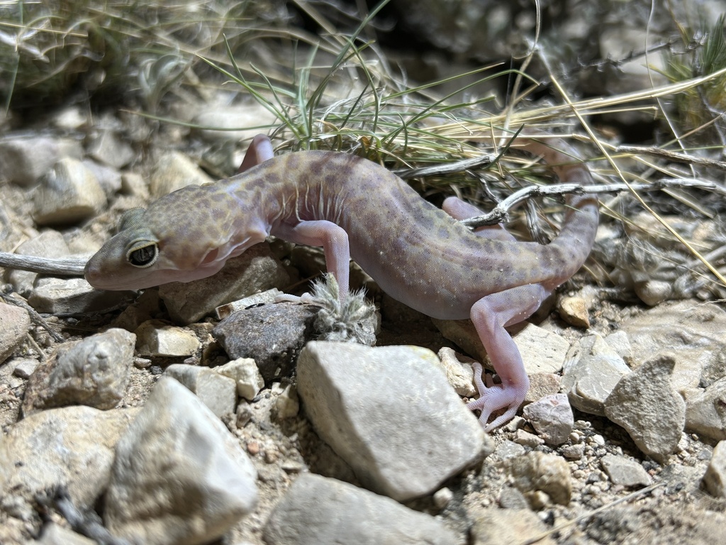 Reticulated Gecko from US-385, Alpine, TX, US on June 17, 2023 at 01:54 ...