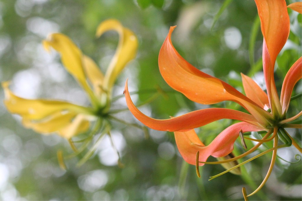 flame lily from Anjajavy on January 18, 2016 at 01:37 PM by Cédric de ...