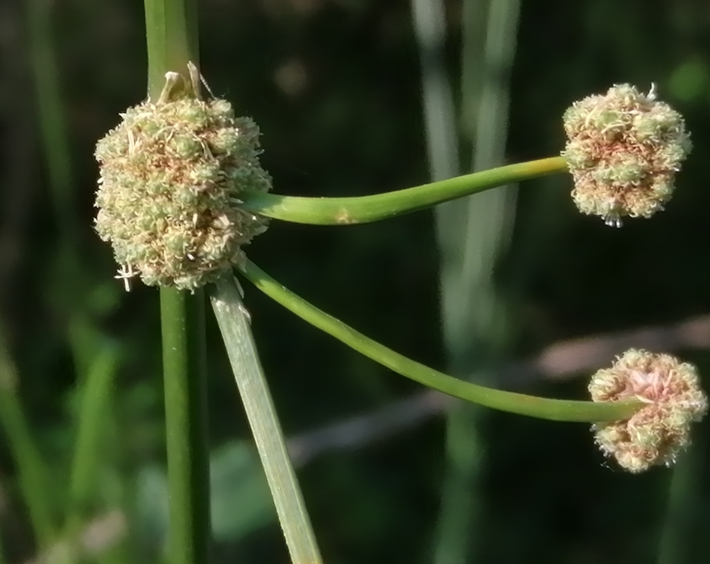 Round-headed Clubrush from 00060 Canale Monterano RM, Italia on June 18 ...