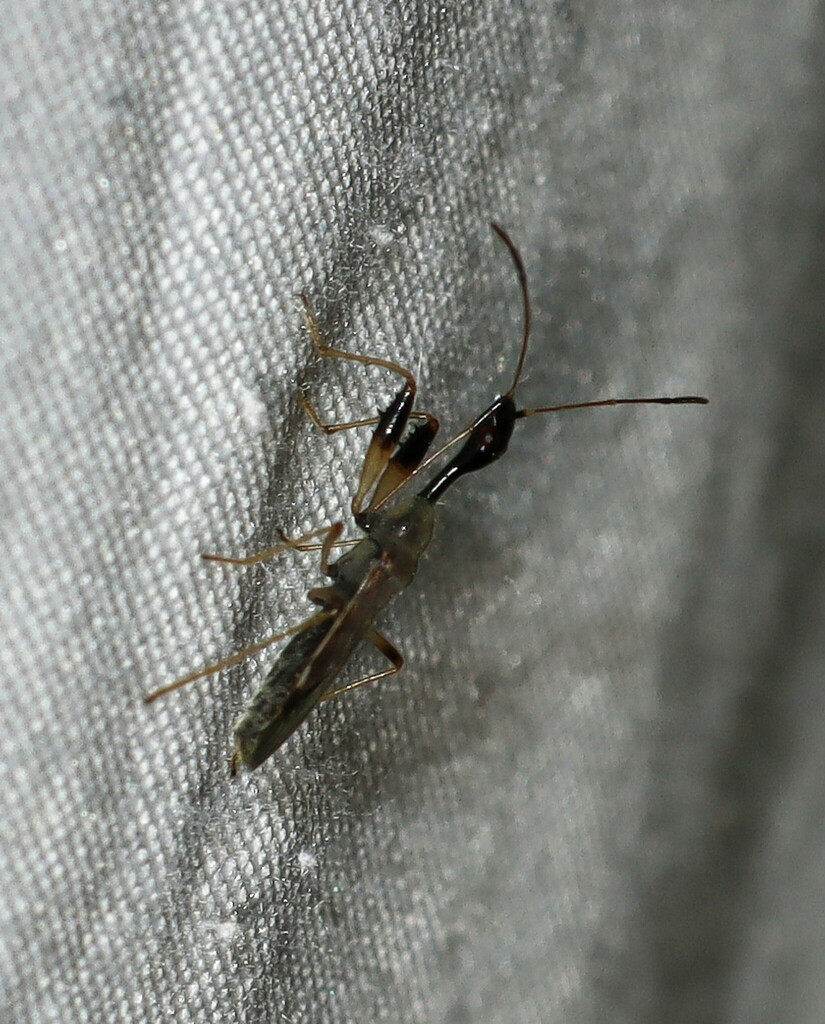 Long-necked Seed Bug from Oak Point Pavilion on June 17, 2023 at 09:19 ...