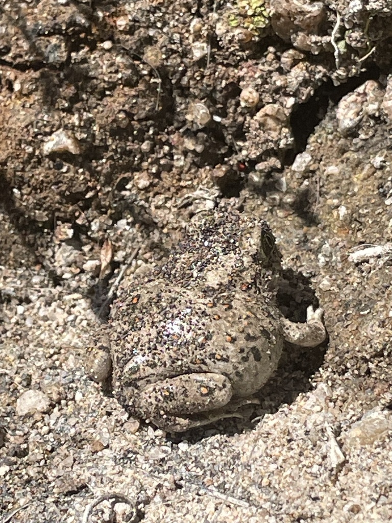 Western Spadefoot in June 2023 by Annie Zell · iNaturalist