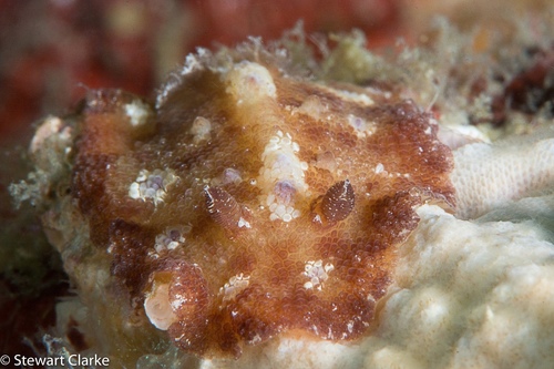 Discodoris cebuensis · iNaturalist