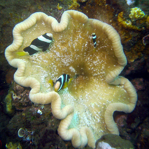 Adhesive Anemone from Coral Gardens, Tulamben, Bali, Indonesia on ...
