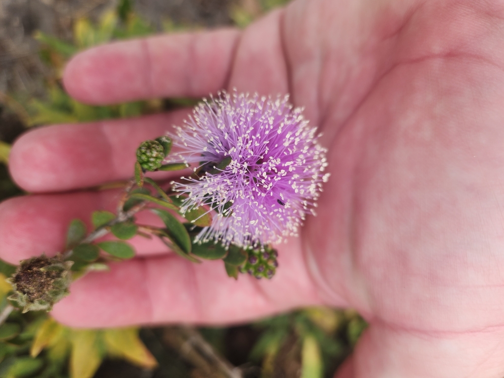 Showy Honey-myrtle from Torrey Preserve, San Diego, CA, USA on June 18 ...