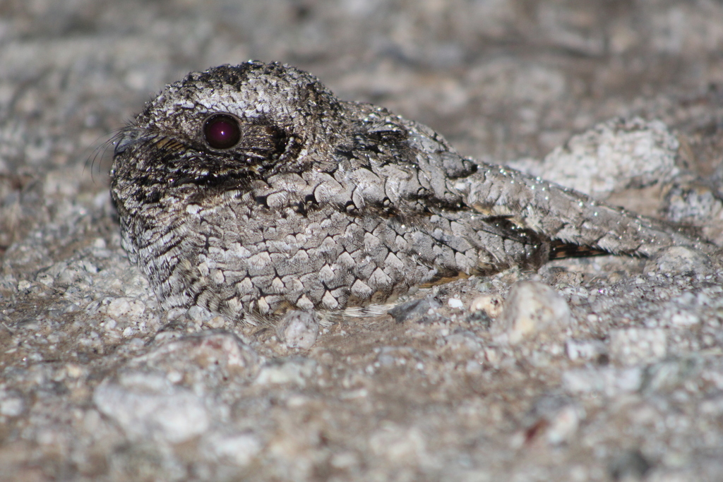 Common Poorwill from Mexicali, B.C., México on October 1, 2018 at 08:55 ...