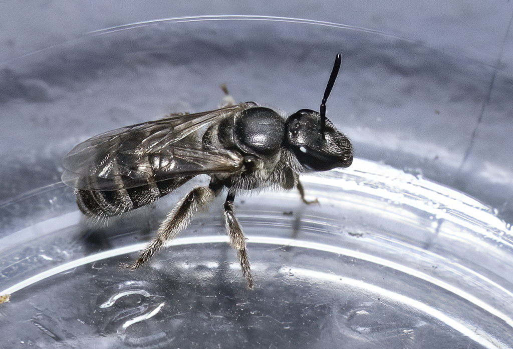 White Combed-Sweat Bee from Pune, Maharashtra, India on June 15, 2023 ...
