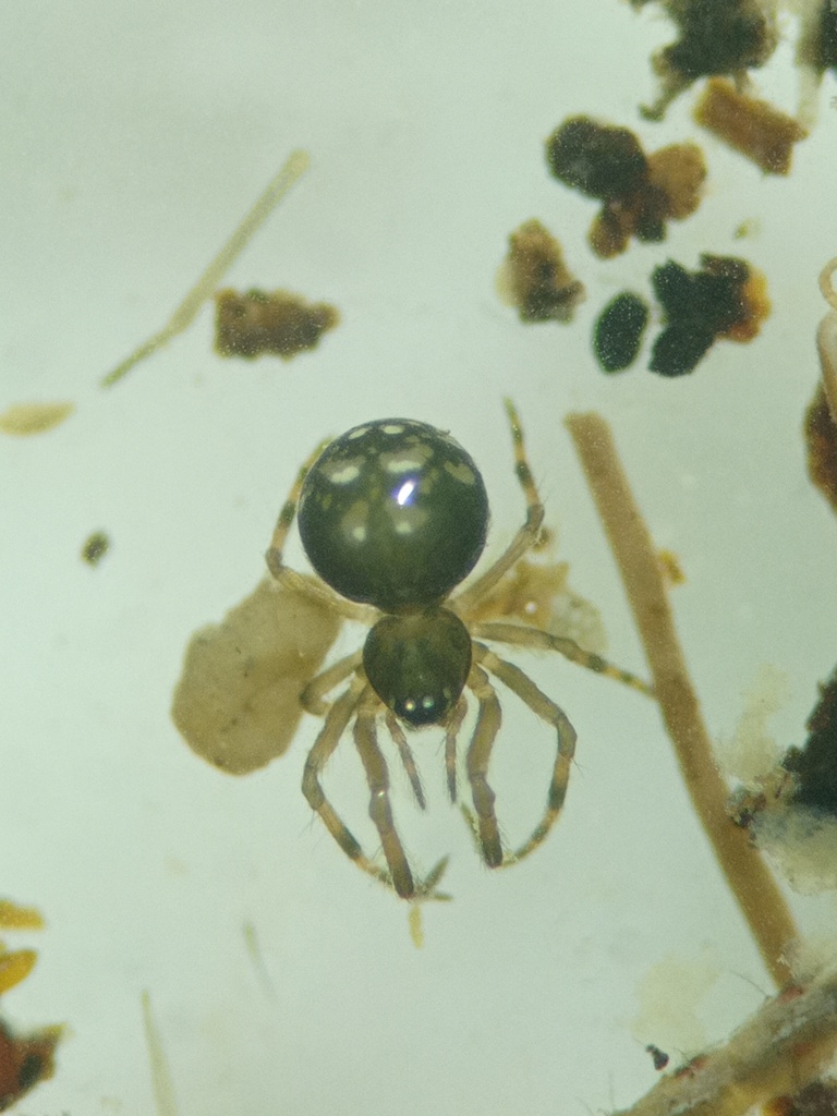 dwarf cobweb weavers from Unnamed Road, 3753+VQ8, Bungku, Kec. Bajubang ...