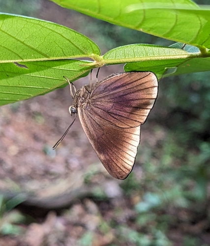 Setabis epitus · iNaturalist