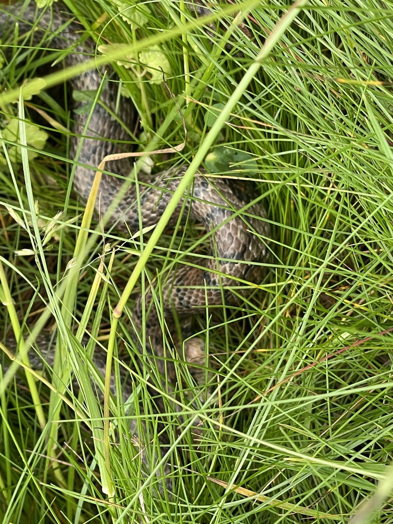 Colubrid Snakes in June 2023 by calloohcallay · iNaturalist