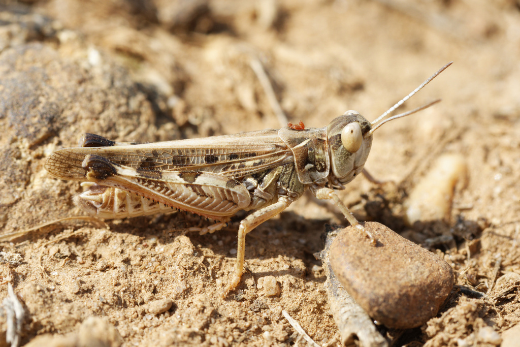 Moroccan Locust in June 2023 by Bastien Louboutin. 48h naturalistes RNN ...