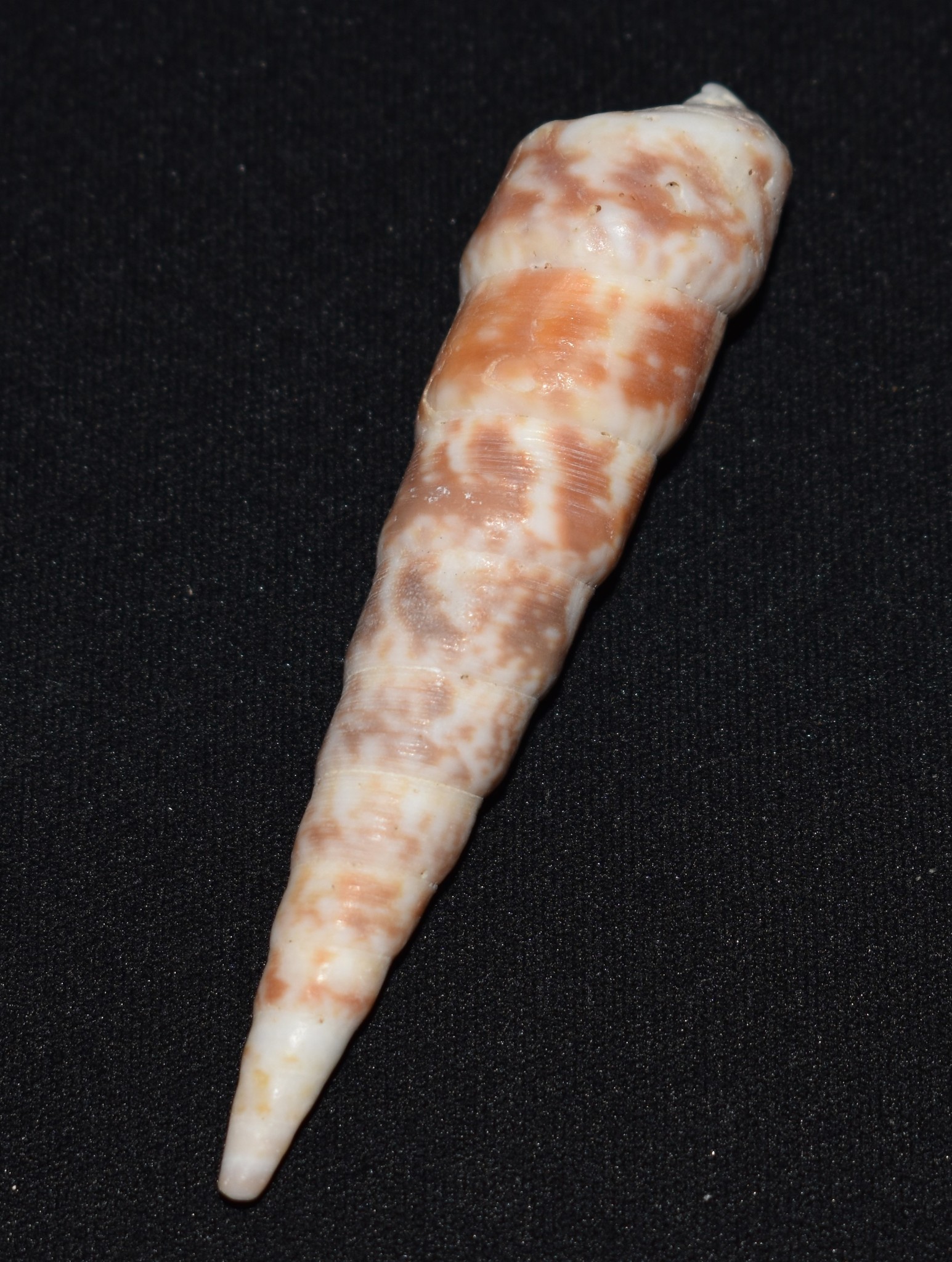 Turritella gonostoma Valenciennes, 1832