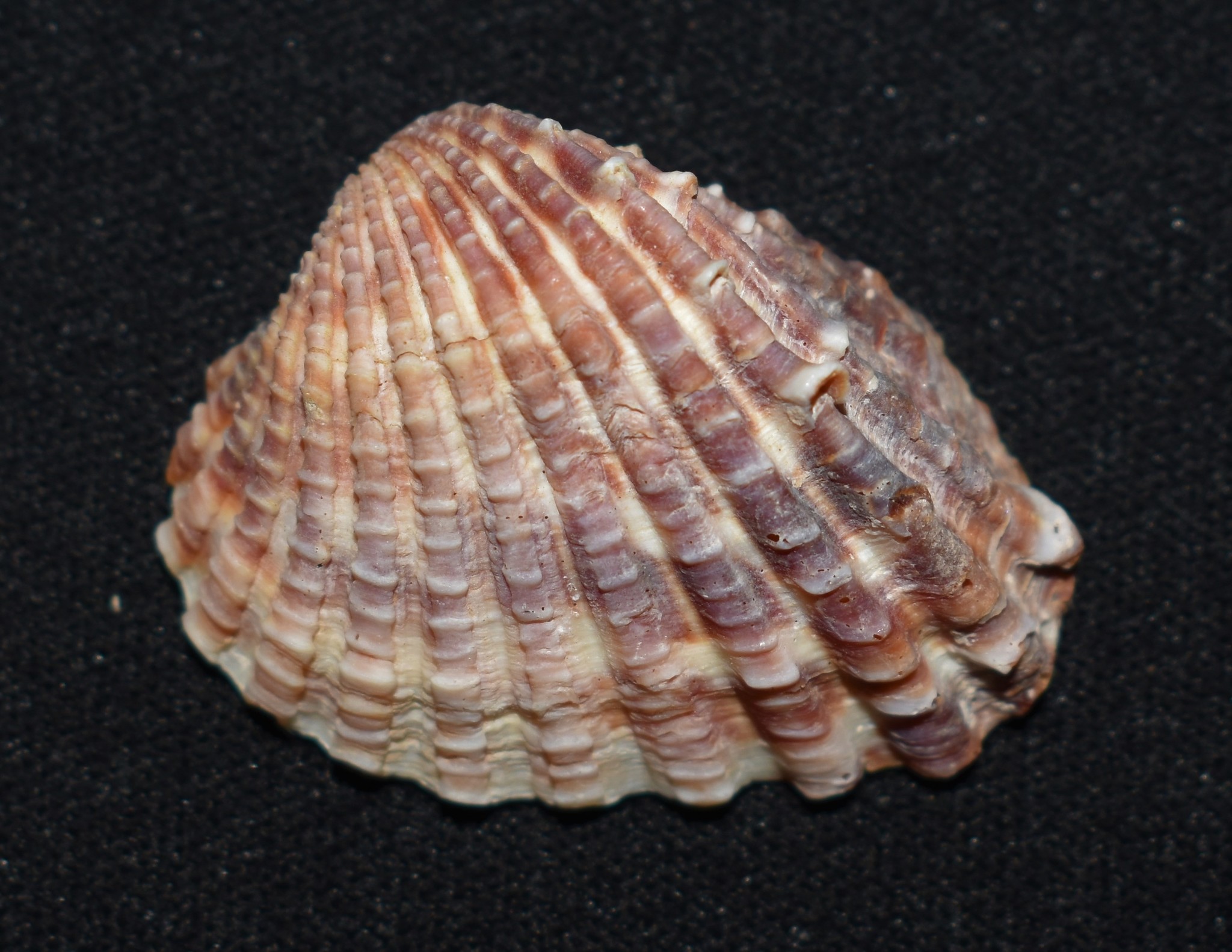 Cardites laticostatus (G.B.Sowerby I, 1833)