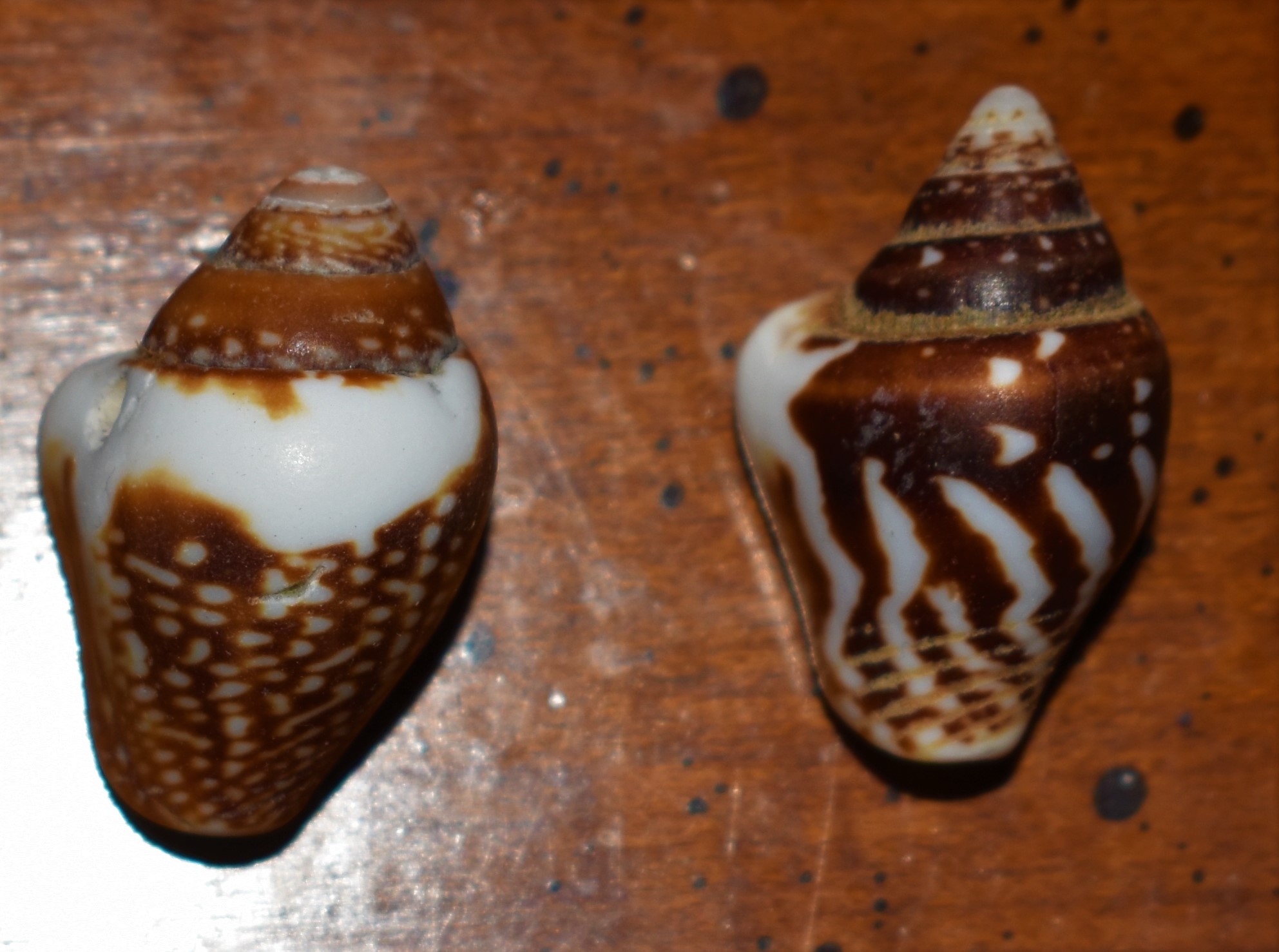 Columbella strombiformis Lamarck, 1822