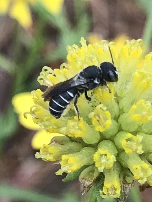 Leavitt's Armored-Resin bee from 12901 Moss Park Rd, Orlando, FL, US on ...