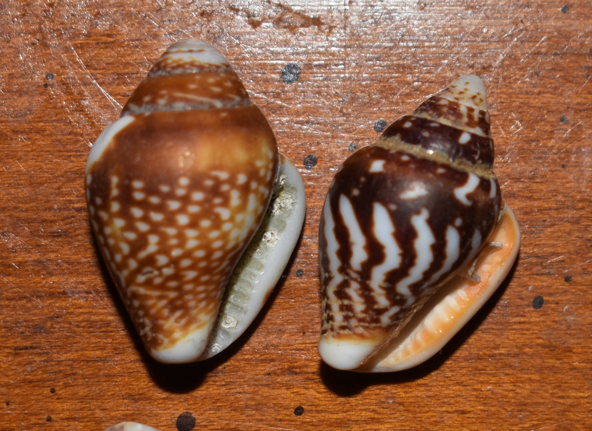 Columbella strombiformis Lamarck, 1822