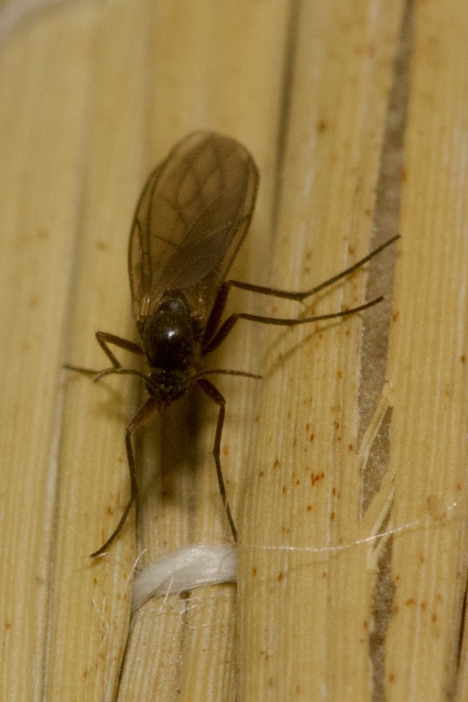 Dark-winged Fungus Gnats from Pilisborosjenő, 2097 Hungary on May 9 ...