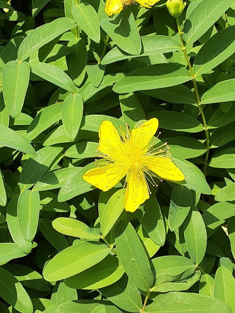 shrubby St. John's-wort from Colerain Ave & Poole Rd, Groesbeck, OH ...