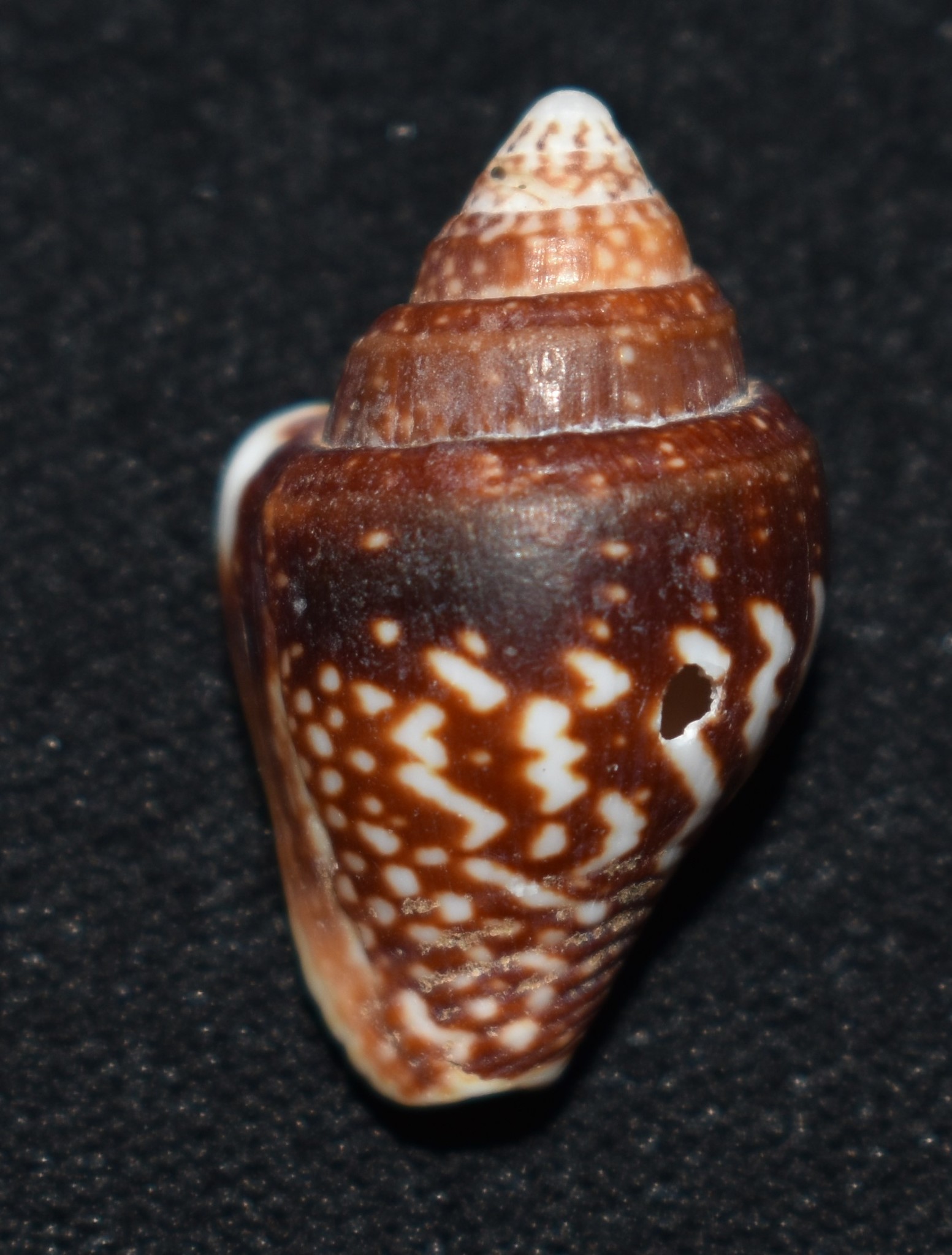 Columbella strombiformis Lamarck, 1822