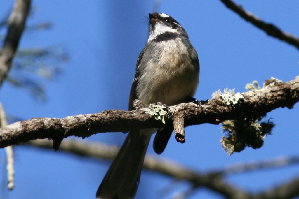 Gray Fantail (ReefBlitz Common Bird Species) · iNaturalist