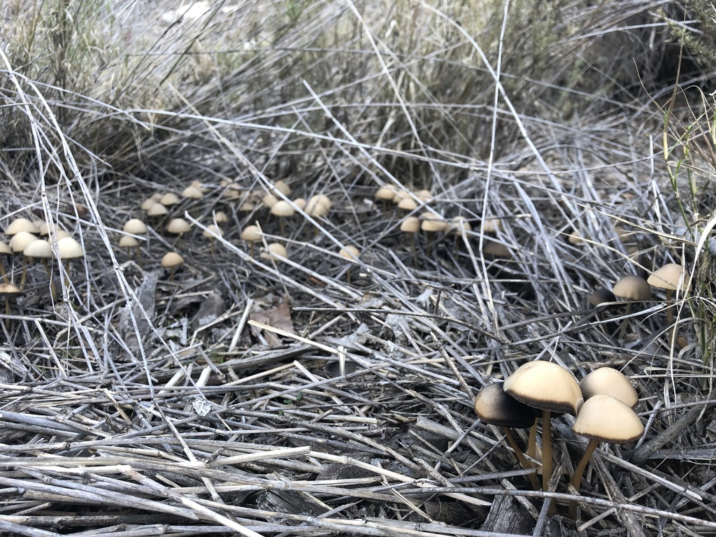 red edge brittlestem from Angeles National Forest, Tujunga, CA, US on ...