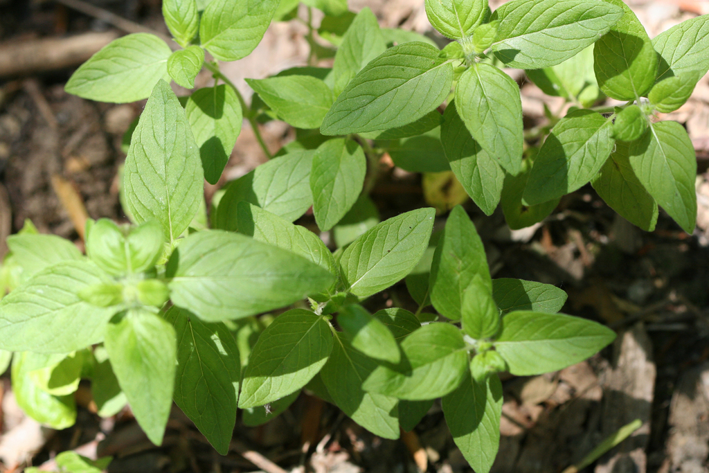 Wild Basil from Shepard Settlement, Onondaga County, NY, USA on June 21 ...