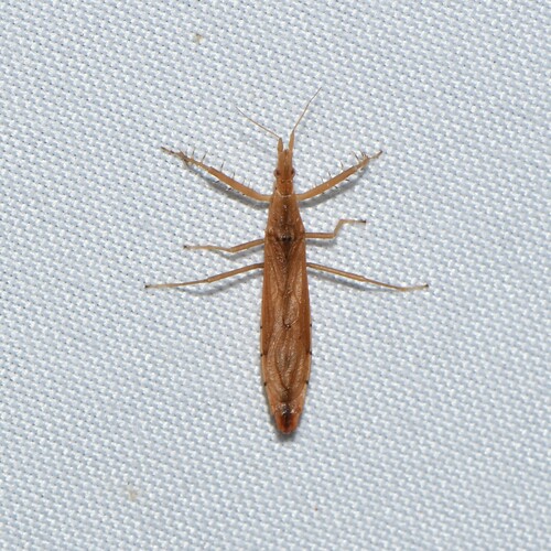 Pnirontis modesta · iNaturalist