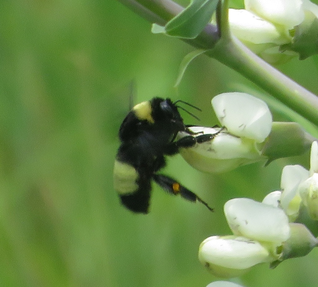 Bumble Bees from Winnebago County, IL, USA on June 18, 2023 at 12:07 PM ...