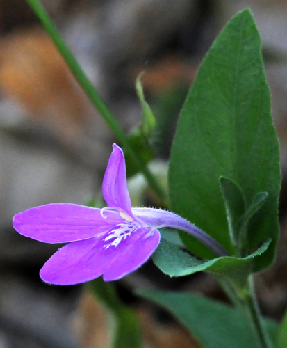 Justicia austrocapensis · iNaturalist