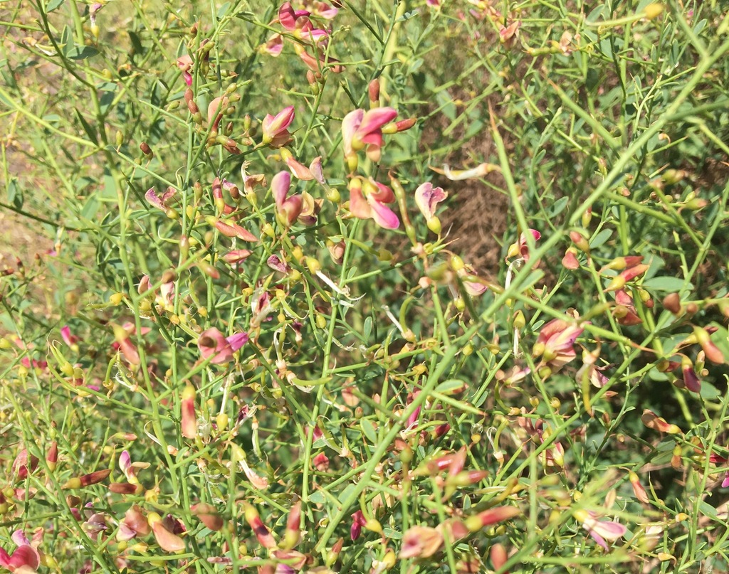 camel thorn (Alhagi maurorum) - Botanical Realm