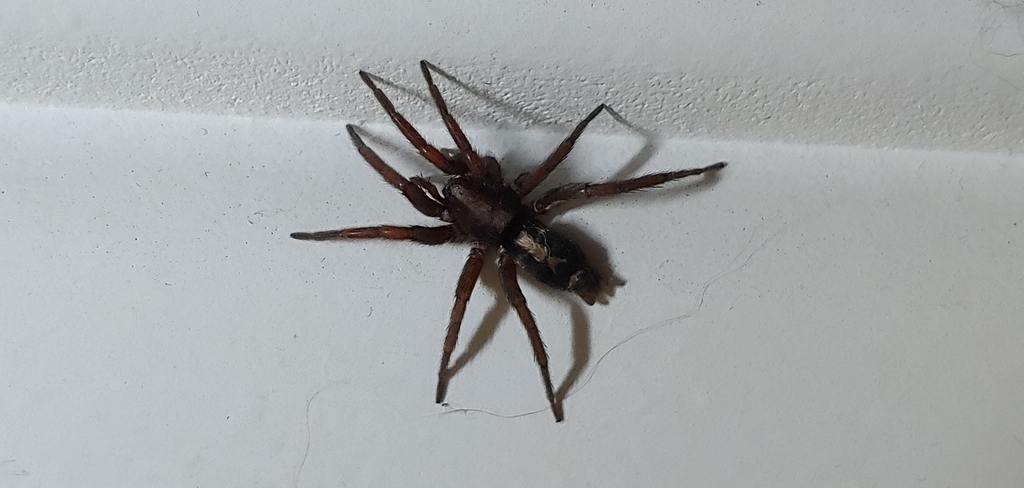Western Parson Spider in June 2023 by tiffanitoo · iNaturalist