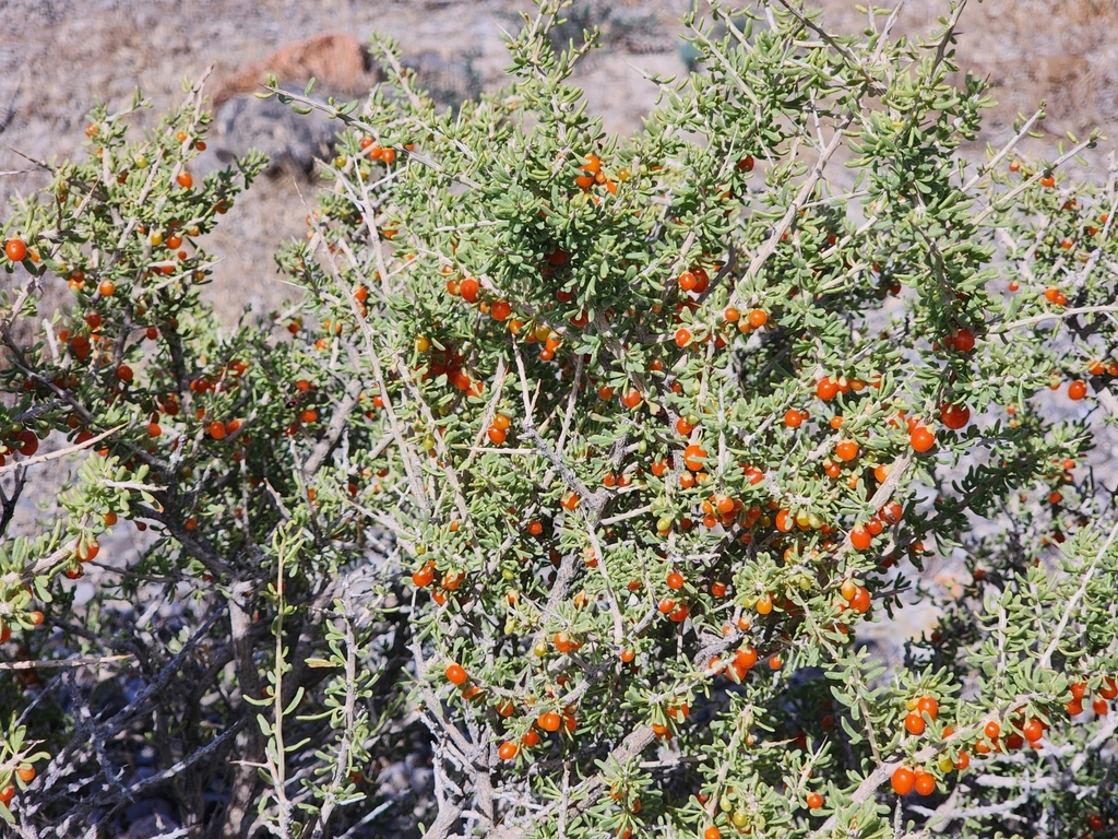Anderson Thornbush from GREENHAVEN, UT 84083, USA on June 17, 2023 at ...