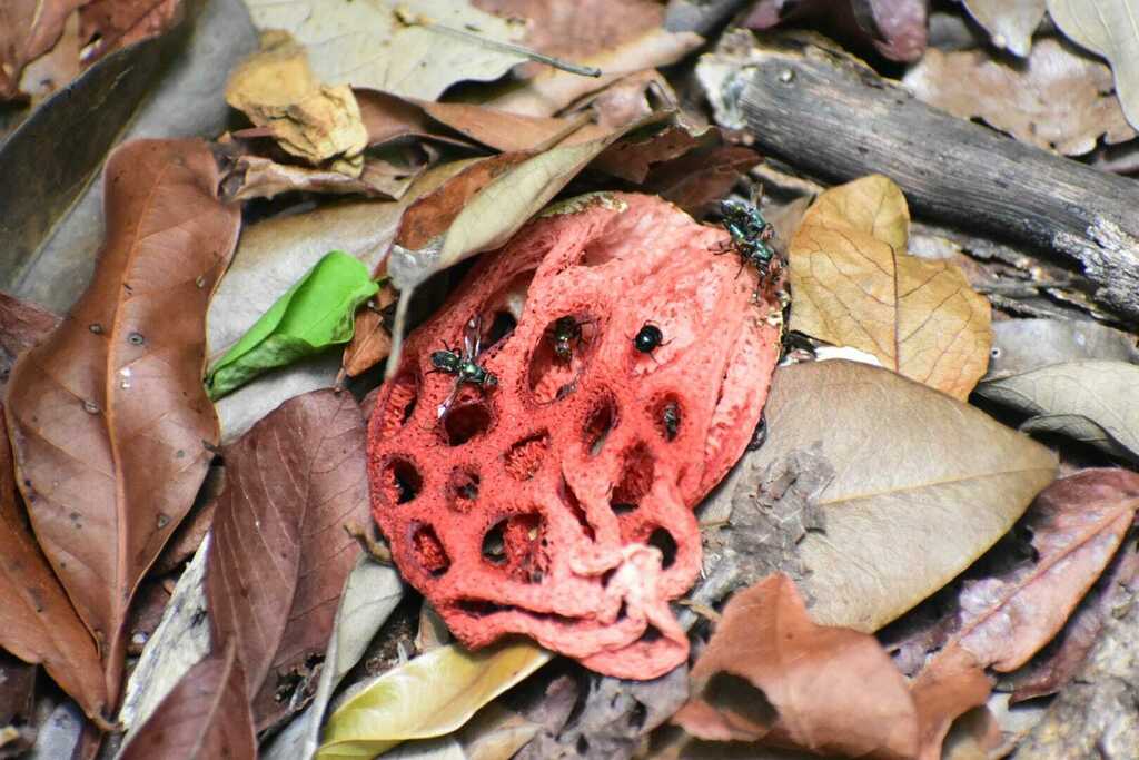Clathrus crispus from La Isla Rd, Belize on June 17, 2023 at 12:45 PM ...